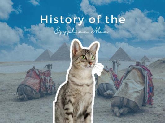 Egyptian Mau Cat Breed: Profile, Personality & How To Care