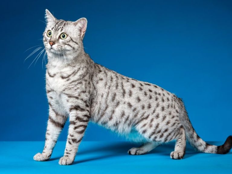 Egyptian Mau Cat Breed: Profile, Personality & How To Care