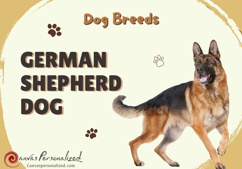 German Shepherd Dog: Background & How To Care For Them
