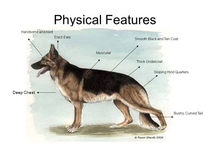 German Shepherd Dog: Background & How To Care For Them