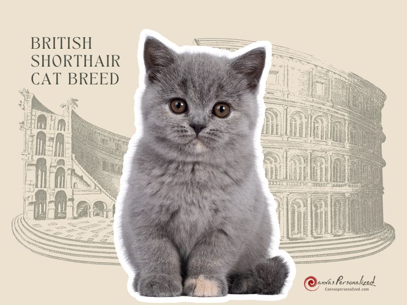 British Shorthair Cat Breed: Profile, Personality & Care
