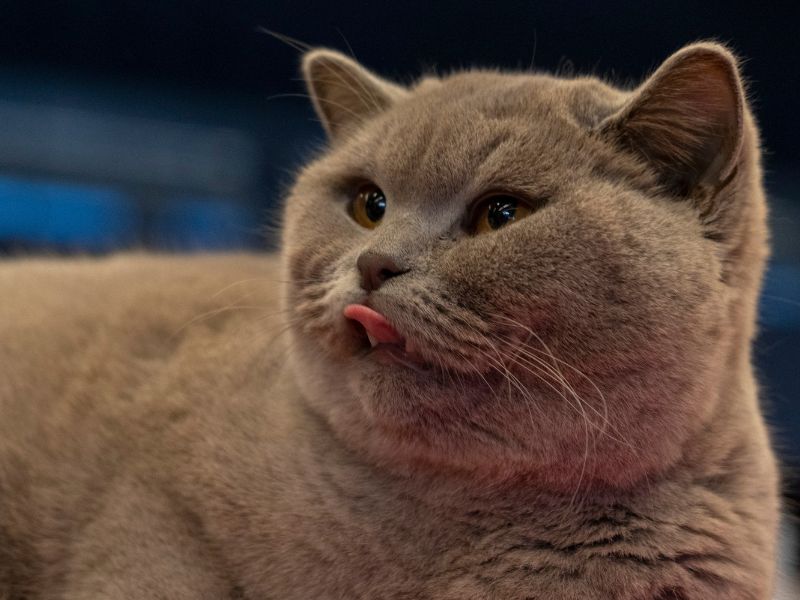 British Shorthair Cat Breed: Profile, Personality & Care