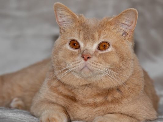 British Shorthair Cat Breed: Profile, Personality & Care