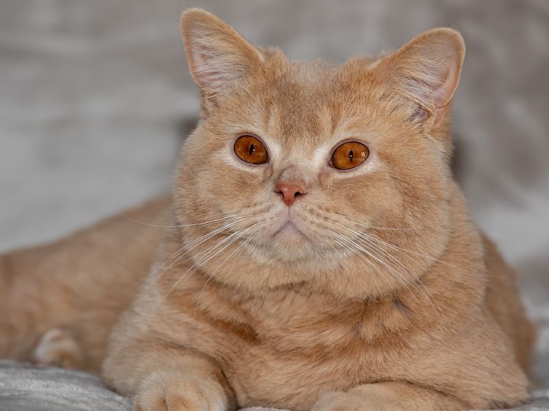 British Shorthair Cat Breed: Profile, Personality & Care