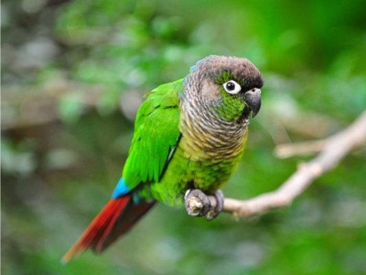 Ultimate Guide To 13 Types Of Conures: Which Is Right For You?