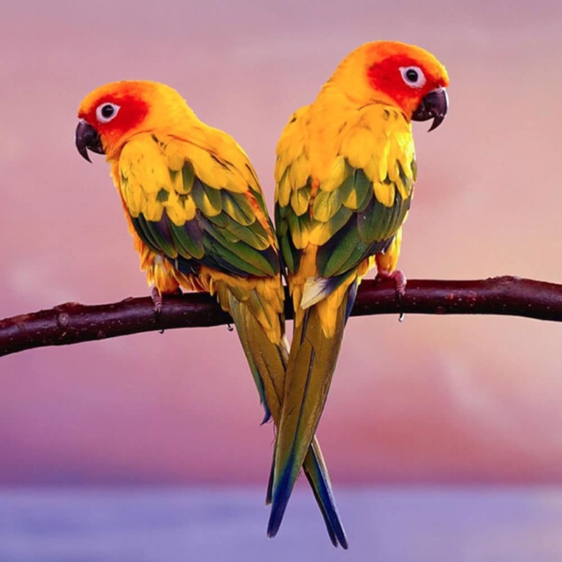 Ultimate Guide To 13 Types Of Conures: Which Is Right For You?