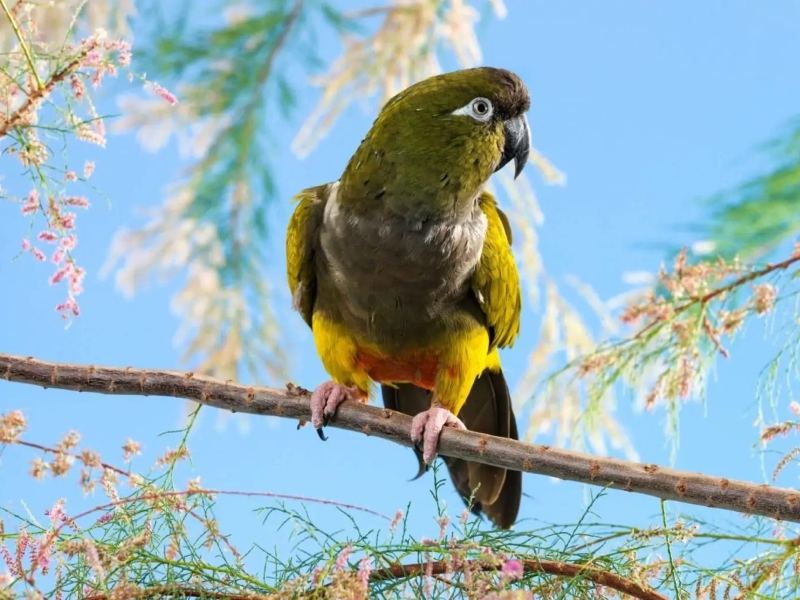 Ultimate Guide To 13 Types Of Conures: Which Is Right For You?