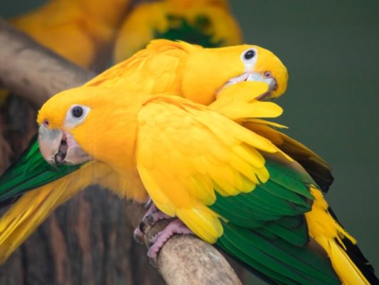 Ultimate Guide To 13 Types Of Conures: Which Is Right For You?