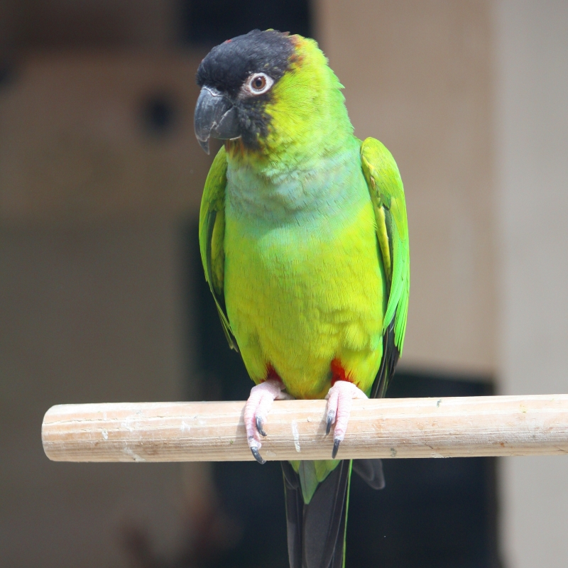 Ultimate Guide To 13 Types Of Conures: Which Is Right For You?