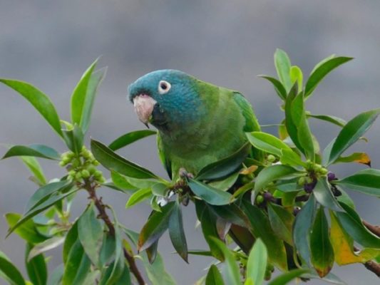 Ultimate Guide To 13 Types Of Conures: Which Is Right For You?