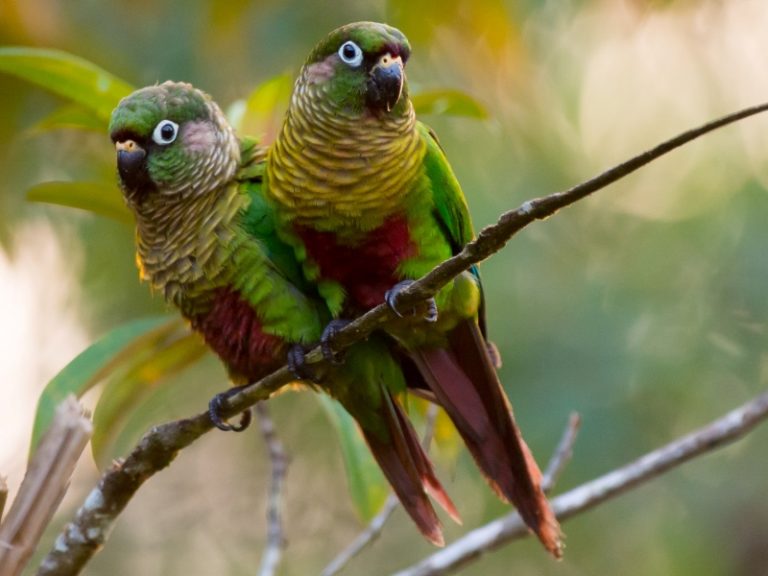 Ultimate Guide To 13 Types Of Conures: Which Is Right For You?