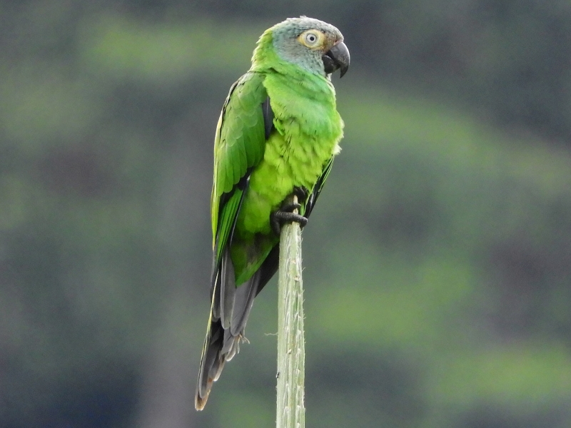 Ultimate Guide To 13 Types Of Conures: Which Is Right For You?