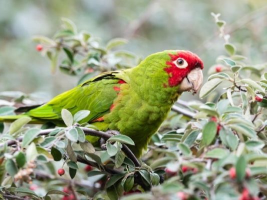 Ultimate Guide To 13 Types Of Conures: Which Is Right For You?