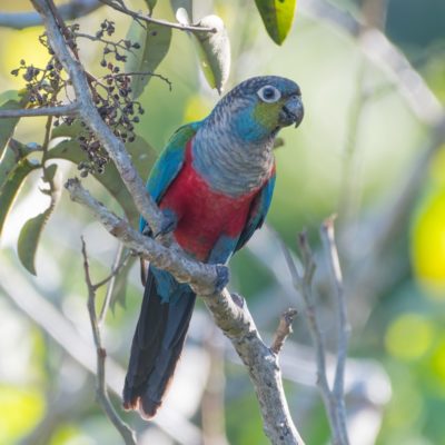 Ultimate Guide To 13 Types Of Conures: Which Is Right For You?