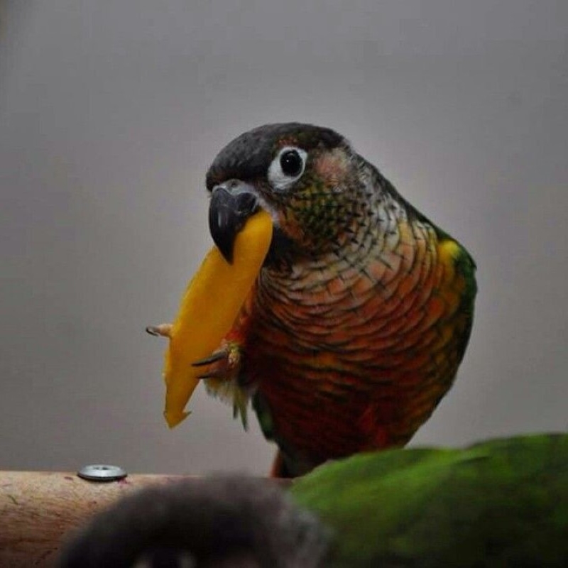 Ultimate Guide To 13 Types Of Conures: Which Is Right For You?
