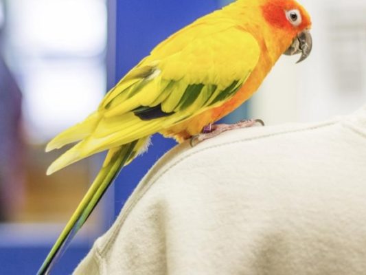 Ultimate Guide To 13 Types Of Conures: Which Is Right For You?