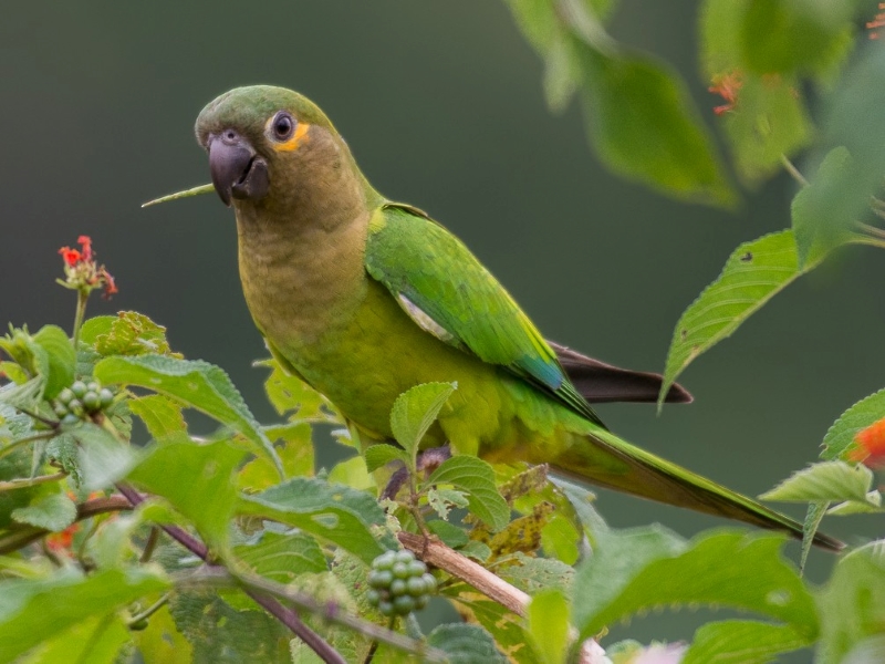 Ultimate Guide To 13 Types Of Conures: Which Is Right For You?