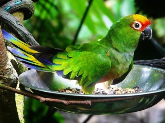 Ultimate Guide To 13 Types Of Conures: Which Is Right For You?