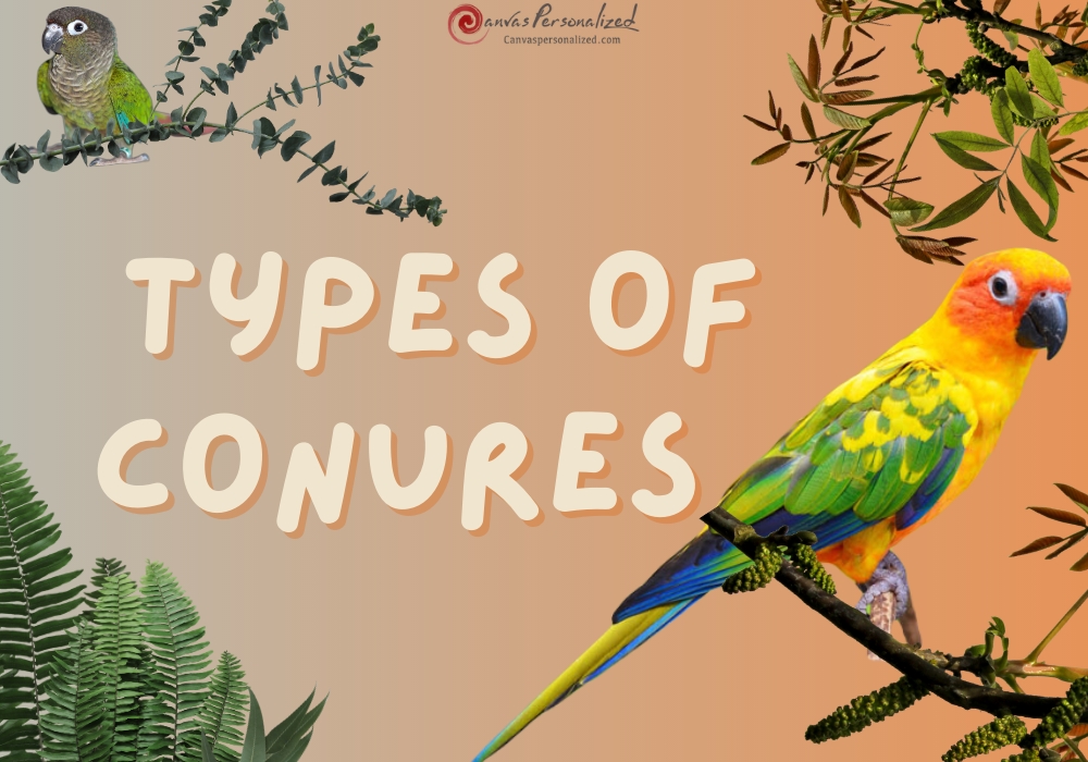Ultimate Guide To 13 Types Of Conures: Which Is Right For You?