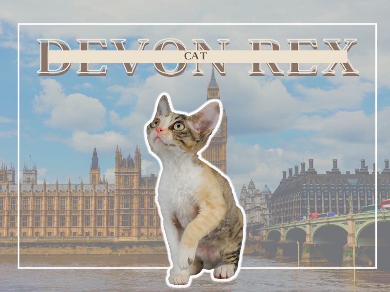 Devon Rex Cat Breed: Profile, Personality & How To Care
