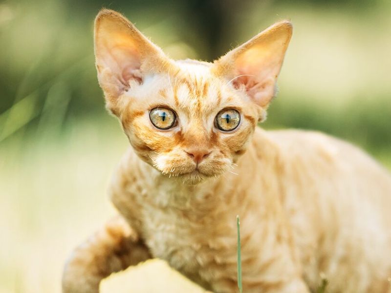 Devon Rex Cat Breed: Profile, Personality & How To Care