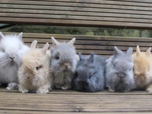 Why Lionhead Rabbit Breed Is The Best Pet: A Comprehensive Guide
