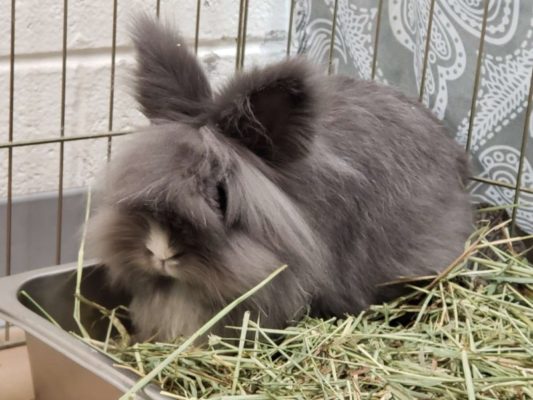 Why Lionhead Rabbit Breed Is The Best Pet: A Comprehensive Guide