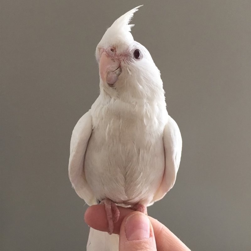 11 Types Of Cockatiels: A Detailed Guide (with Pictures)