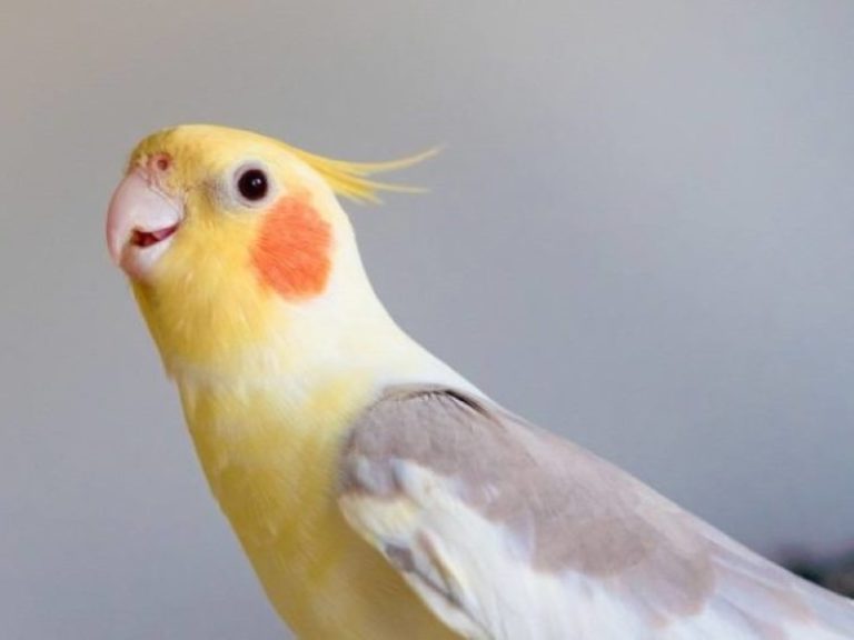 11 Types Of Cockatiels: A Detailed Guide (with Pictures)