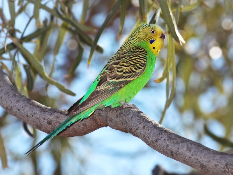 A Complete Guide To The Types Of Parakeets: Which One Will You Choose