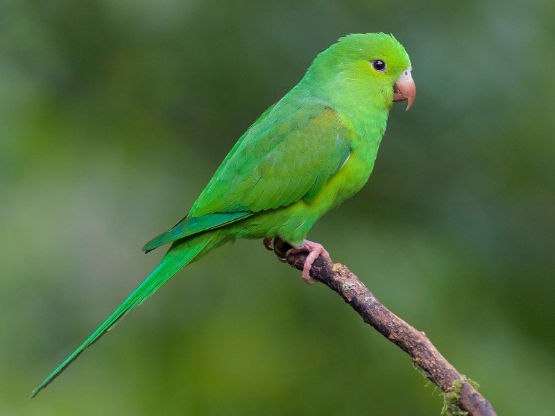 A Complete Guide To The Types Of Parakeets: Which One Will You Choose