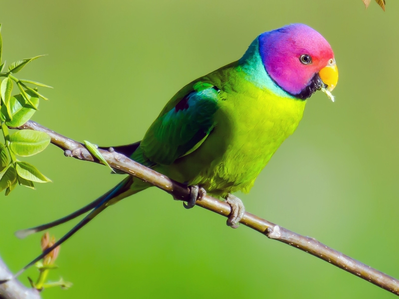 A Complete Guide To The Types Of Parakeets: Which One Will You Choose