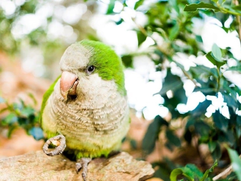 A Complete Guide To The Types Of Parakeets: Which One Will You Choose