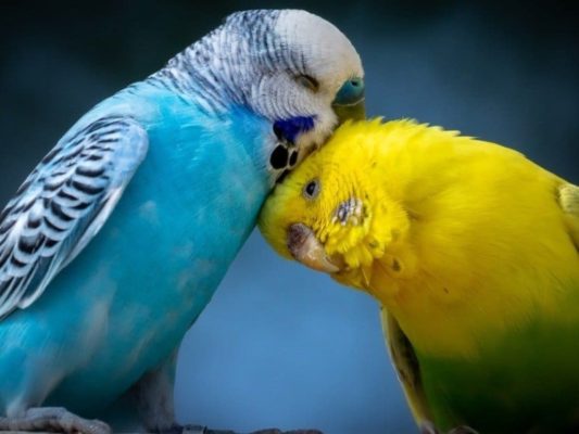 A Complete Guide To The Types Of Parakeets: Which One Will You Choose