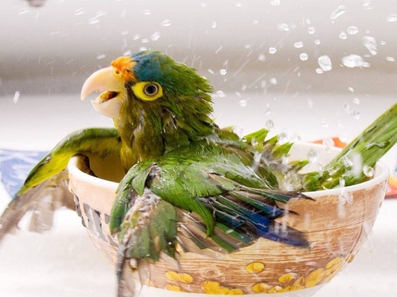 10 Types Of Amazon Parrots To Keep As Awesome Pets