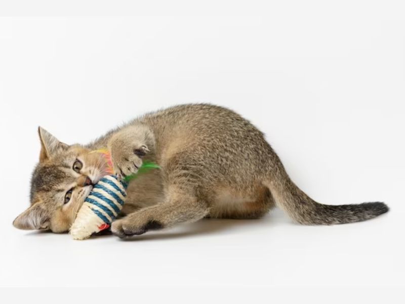 How To Teach A Cat To Fetch In 6 Easy Steps?