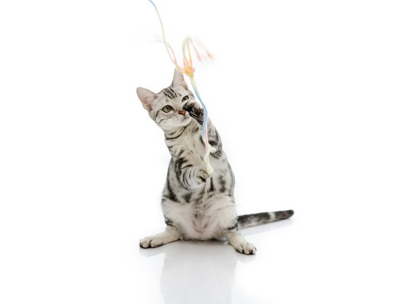 How To Teach A Cat To Fetch In 6 Easy Steps?