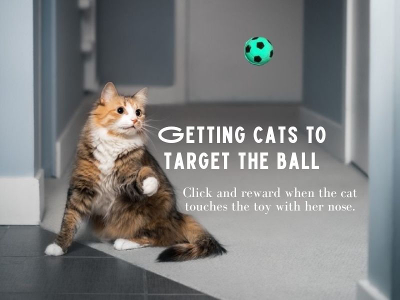 How To Teach A Cat To Fetch In 6 Easy Steps?