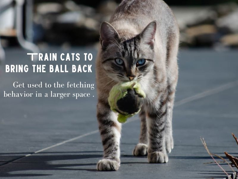How To Teach A Cat To Fetch In 6 Easy Steps?