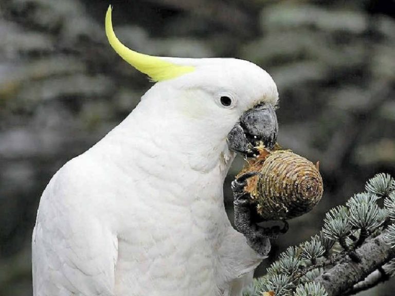 12 Types Of Cockatoo - Superstar Pets With Colorful Crests