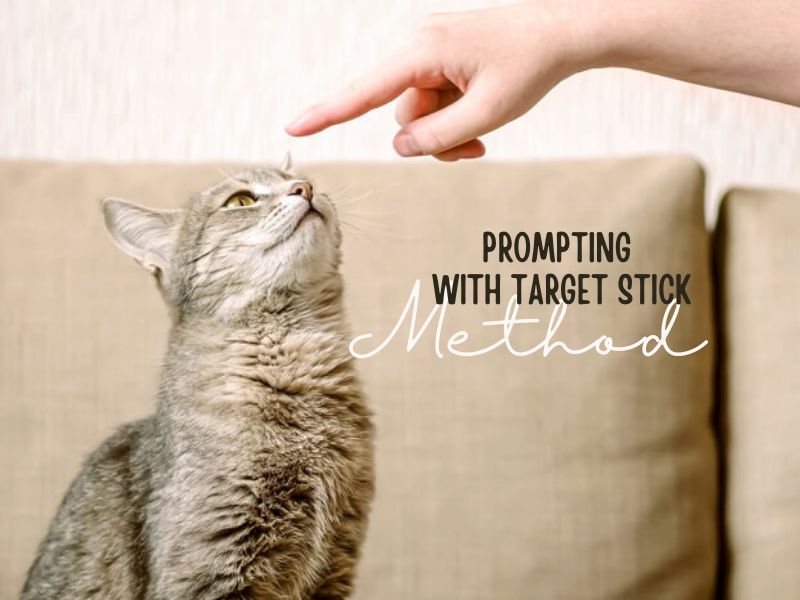 How To Teach A Cat To Sit Quickly With 2 Ultimate Methods?