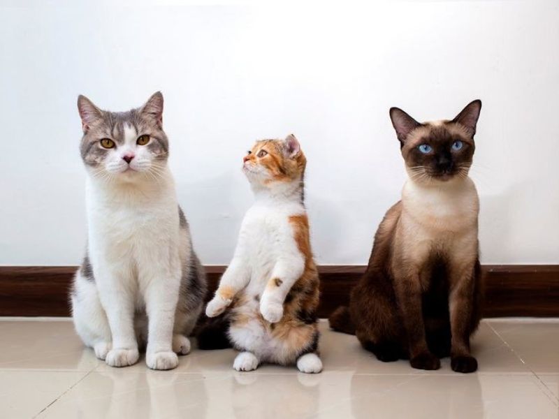 How To Teach A Cat To Sit Quickly With 2 Ultimate Methods?