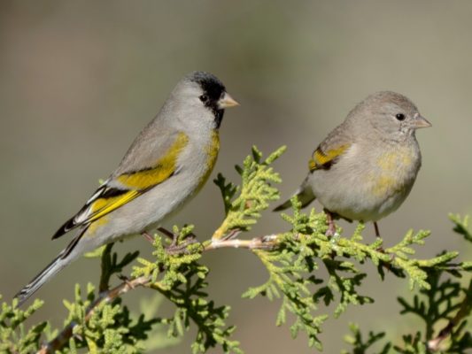 17 Popular Types Of Finches: A Complete List With Photos