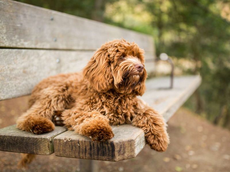 Top 14 All Types Of Doodle Dog Breed: The Ultimate Guide