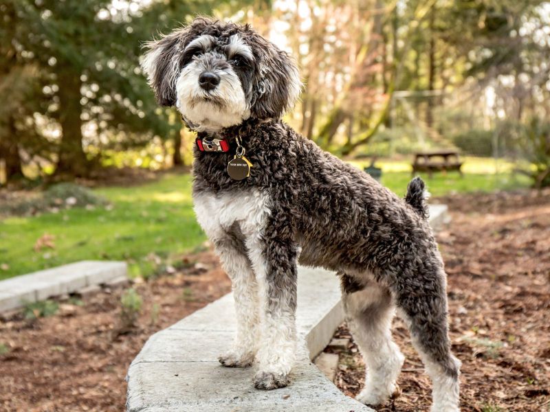 Top 14 All Types Of Doodle Dog Breed: The Ultimate Guide