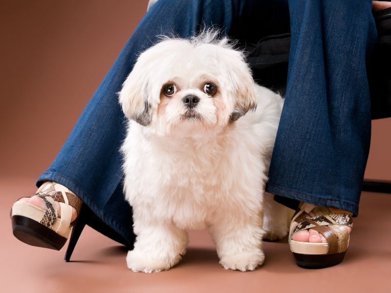 Top 14 All Types Of Doodle Dog Breed: The Ultimate Guide