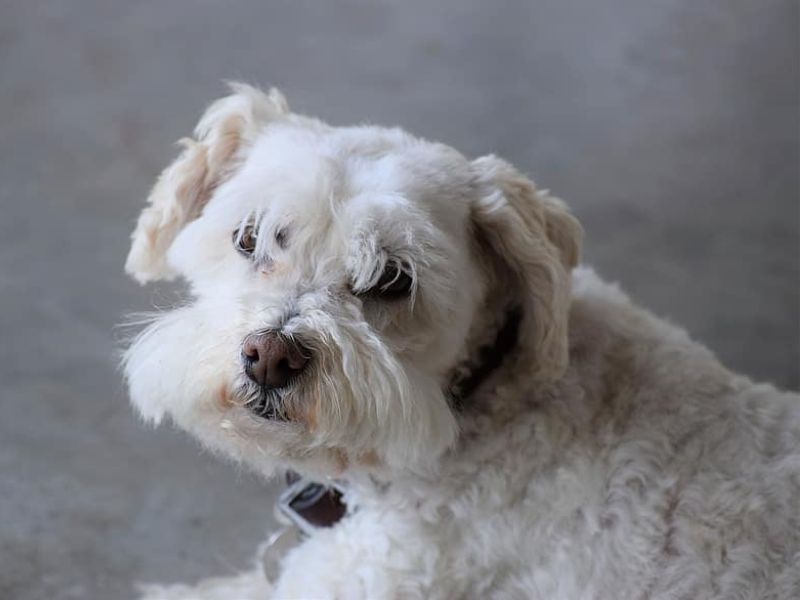 Top 14 All Types Of Doodle Dog Breed: The Ultimate Guide