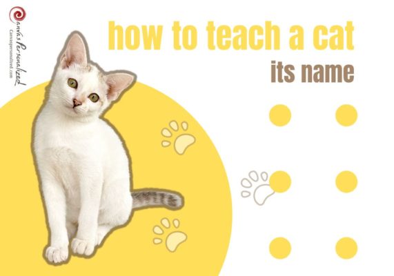 How To Teach A Cat To Sit Quickly With 2 Ultimate Methods?