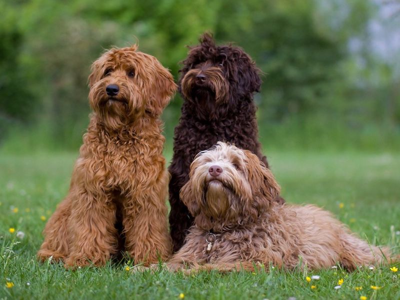 Labradoodle Dog Breed: A Comprehensive Guide To Take Care