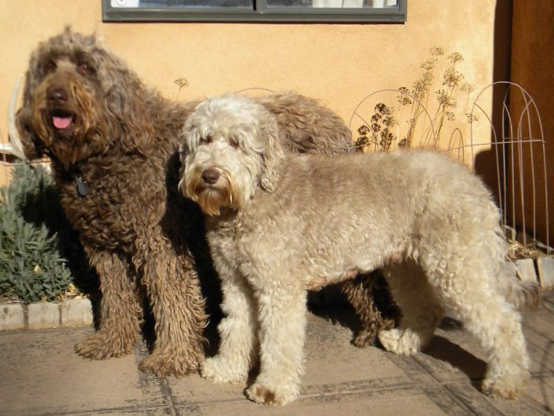 Labradoodle Dog Breed: A Comprehensive Guide To Take Care